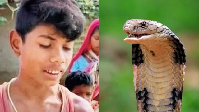 Budak Lelaki Gigit Ular Tedung Sehingga Mati Di India Syok