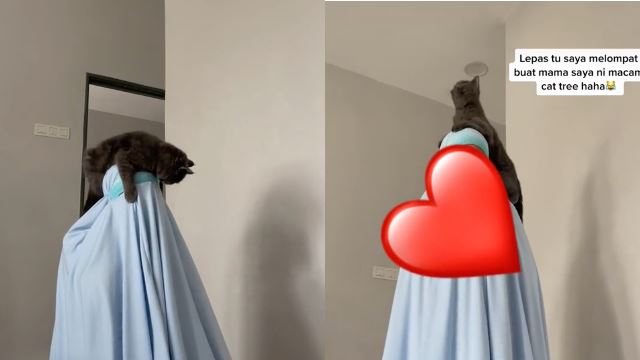 Aksi Lucu Kucing Panjat Kepala Tuan Ketika Solat Tarik Perhatian ...