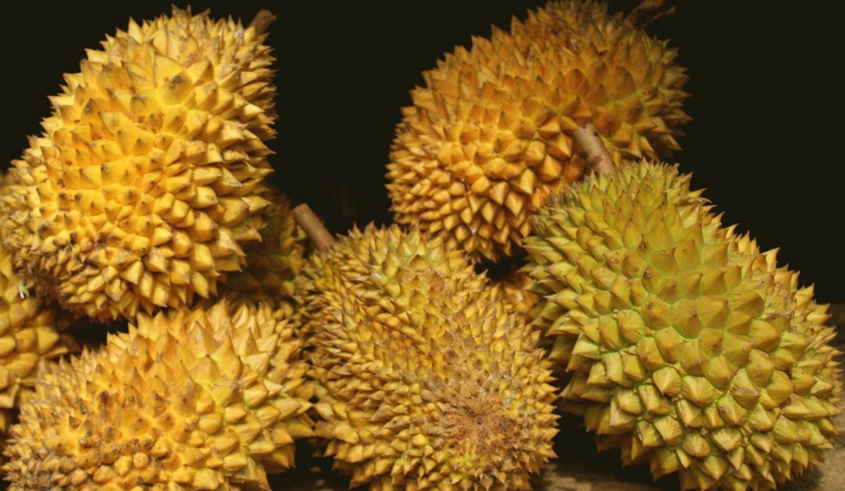 Someone Just Paid Close to RM200,000 for Sebiji Durian! | SYOK