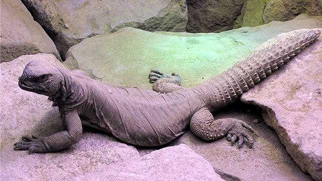 Haiwan Eksotik Yang Halal Dimakan | ZAYAN