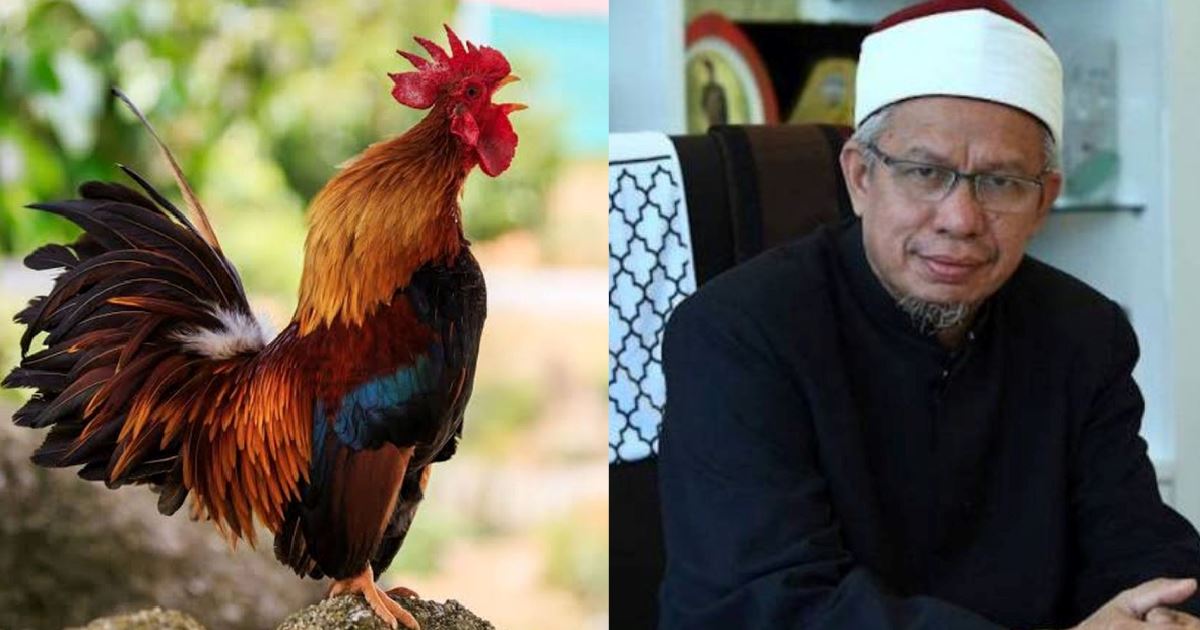 ZAYAN : Ayam Jantan Berkokok Tanda Kehadiran Malaikat? Ini Jawapan Dr ...